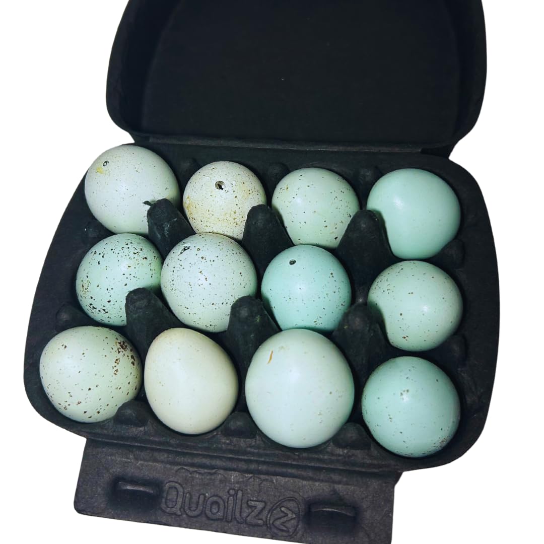Hollowed Celadon Quail Eggs (Count of 10) Empty Natural Eggs for Craft ...