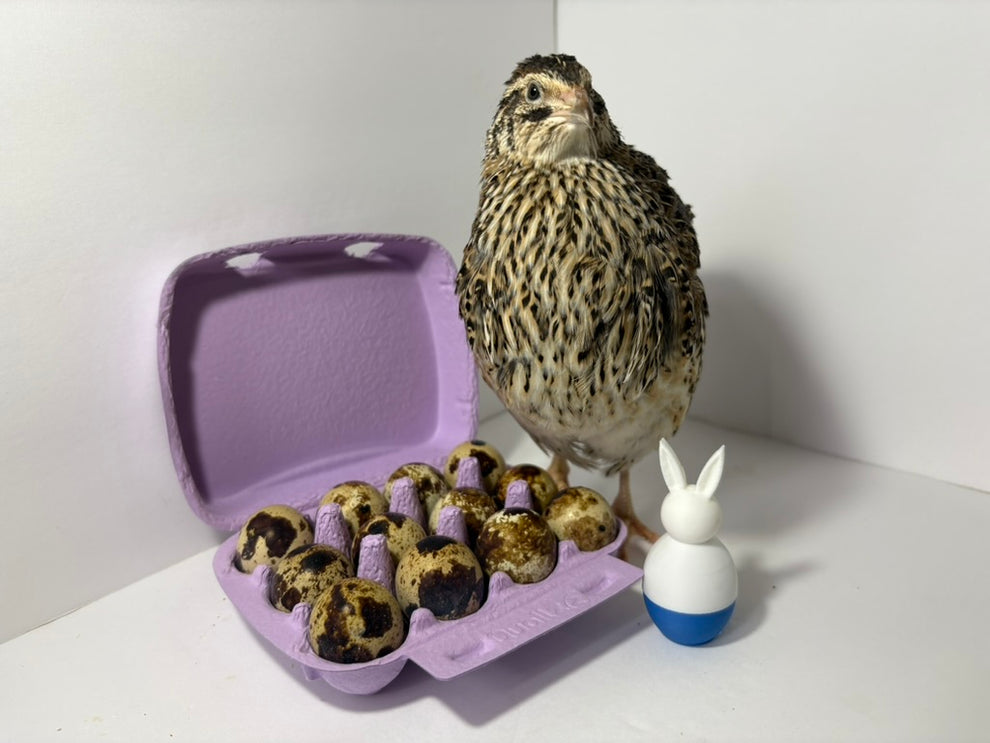 Fertile Quail Eggs – Choose Your Variety – Quailz.com by Undique LLC
