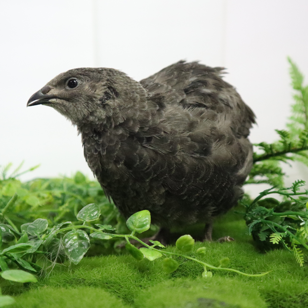 Black Quail Hatching Eggs - Pure Breed, Ideal for Aviary Hobbyists & B ...