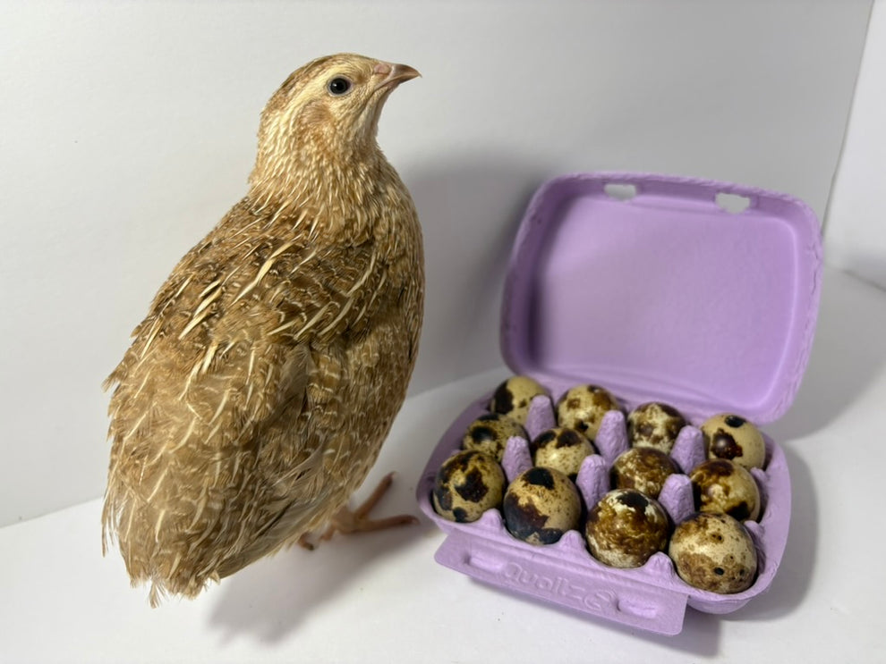 Fertile Quail Eggs – Choose Your Variety – Quailz.com by Undique LLC