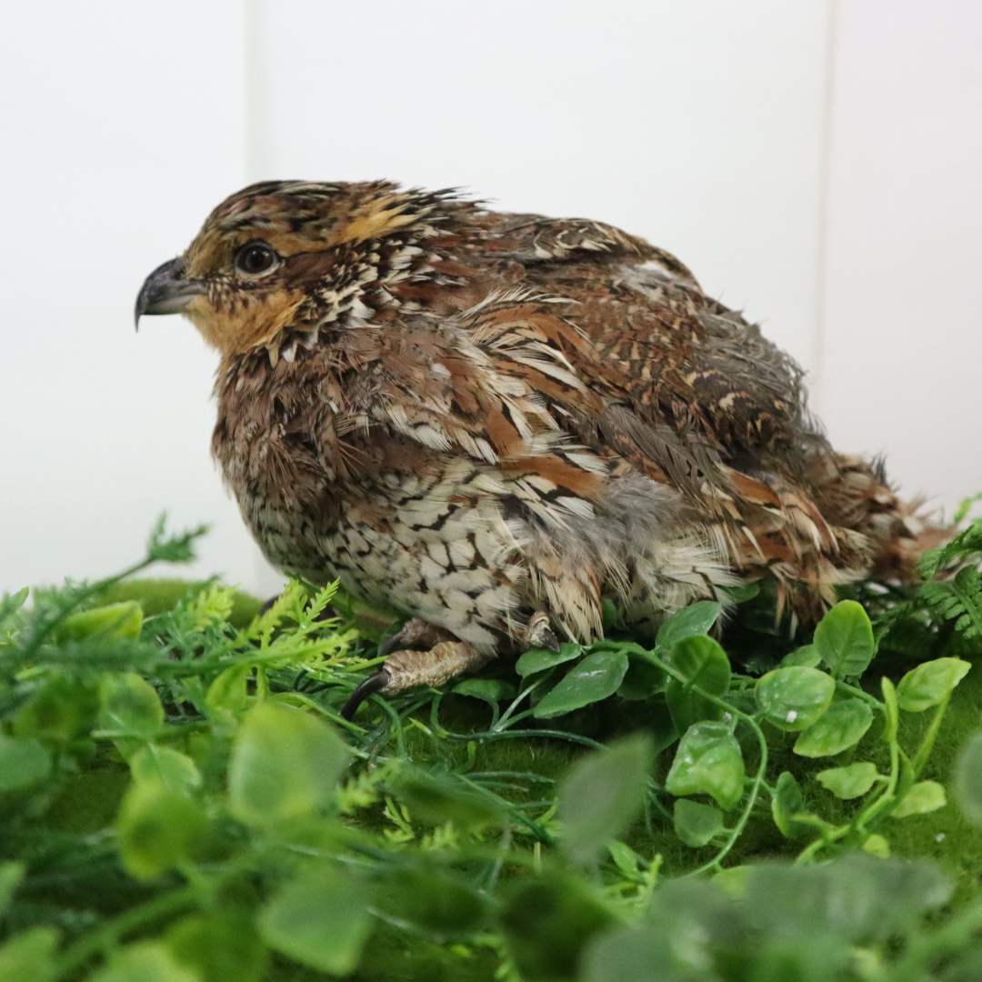 Georgia Giant Quail Hatching Eggs – Quailz.com by Undique LLC