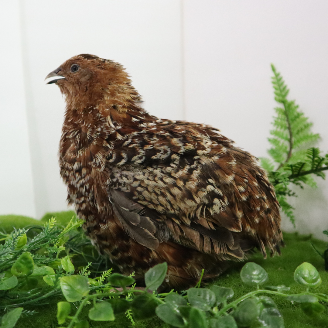 German Chocolate Pansy Quail Hatching Eggs – Fertile Coturnix Eggs for ...