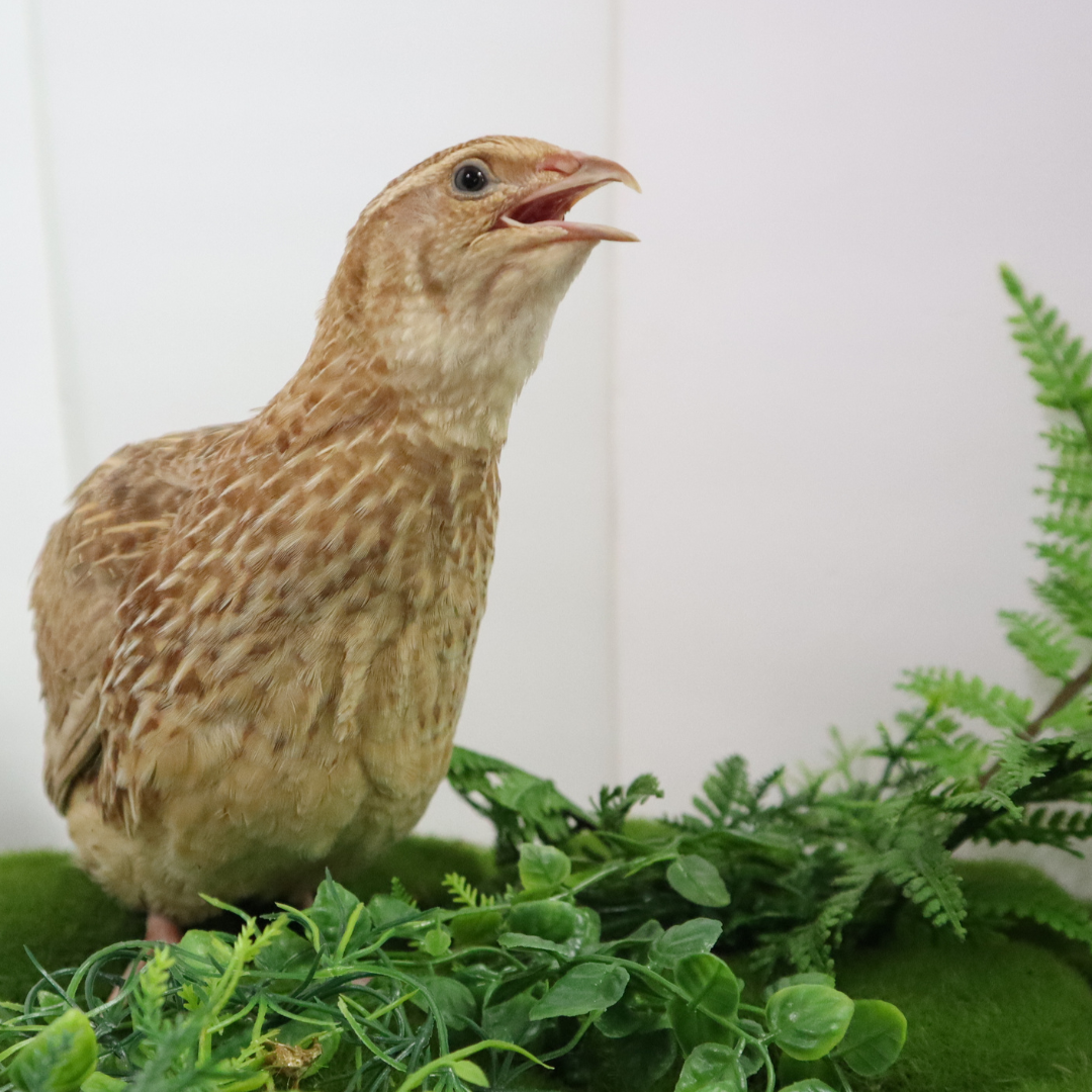 Ginger Quail Hatching Eggs – Quailz.com by Undique LLC