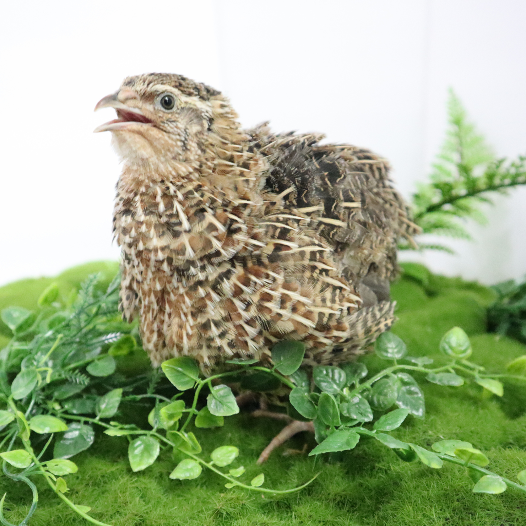 Jumbo Coturnix Quail Eggs Brown/Wild type for Hatching, Fertile Quail ...