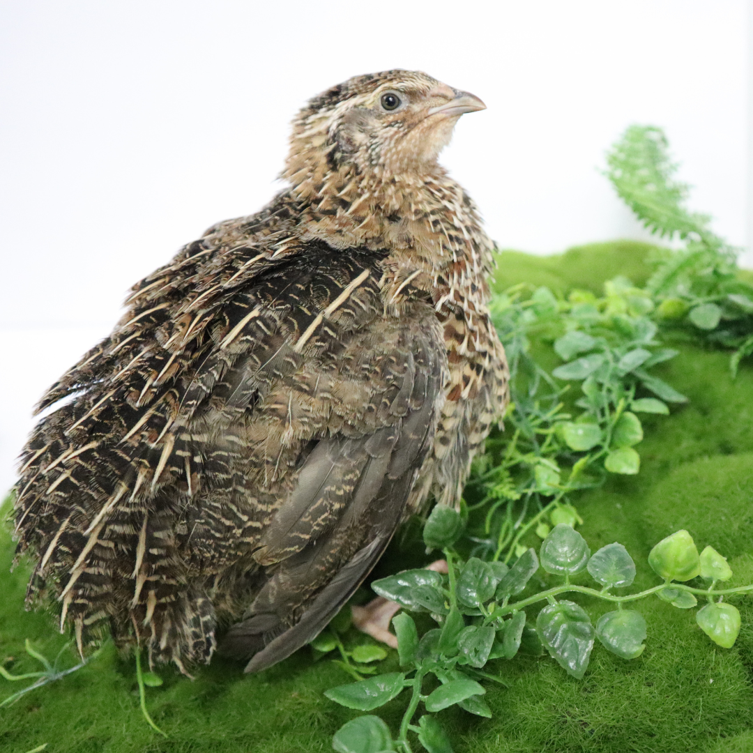 Fertile Hatching Mixed Jumbo Pharaoh Coturnix,Jumbo Italian, White,Bro ...