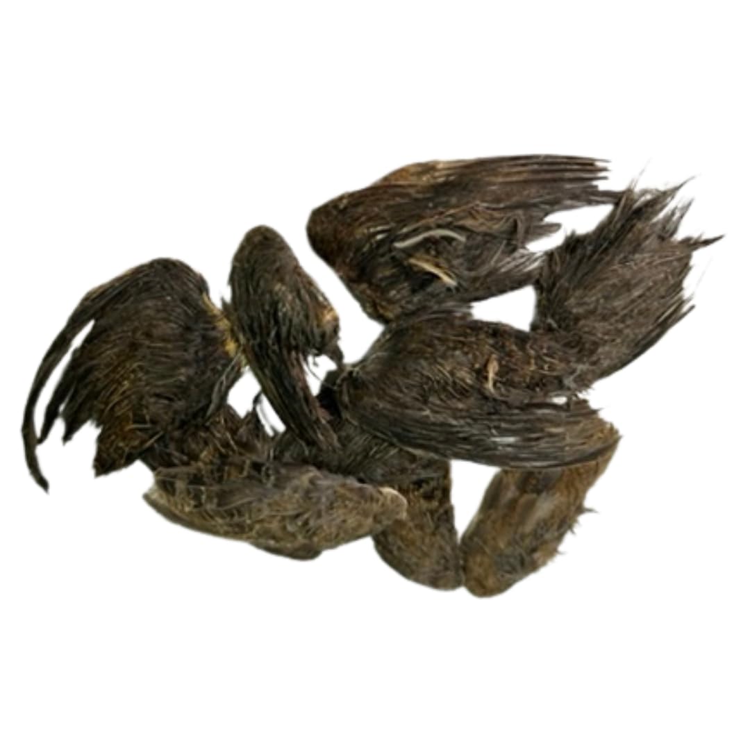 Undique Quail Wings for Dog Training, Small (10 Count) – Quailz.com by ...